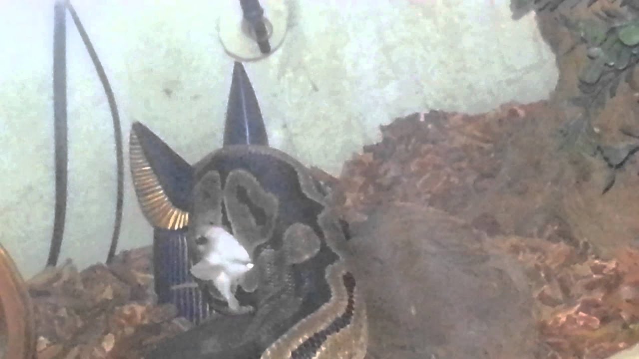 marley (Python royal) eat mouse / mange souris - YouTube
