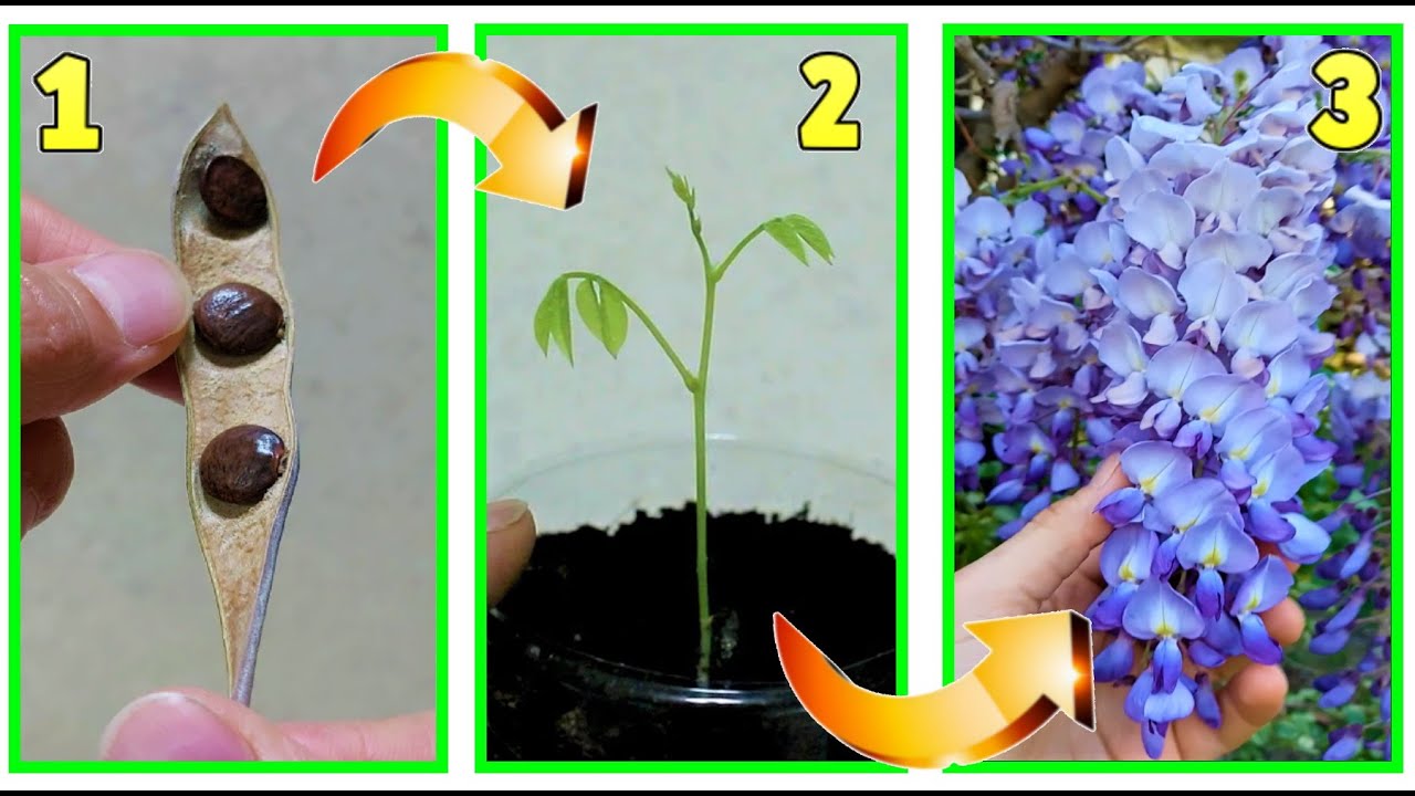 FAGIOLO MAGICO! GLICINE, FAI NASCERE UNA PIANTINA A COSTO ZERO DAL SEME ...