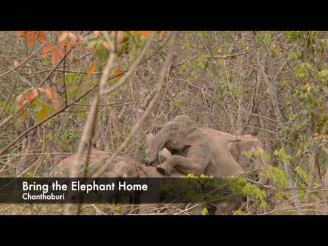 Wild elephants mating in Chanthaburi - Thailand