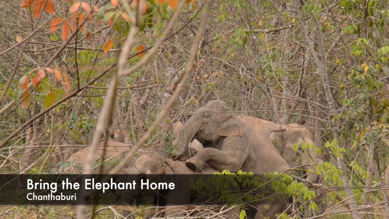 Wild elephants mating in Chanthaburi - Thailand - YouTube