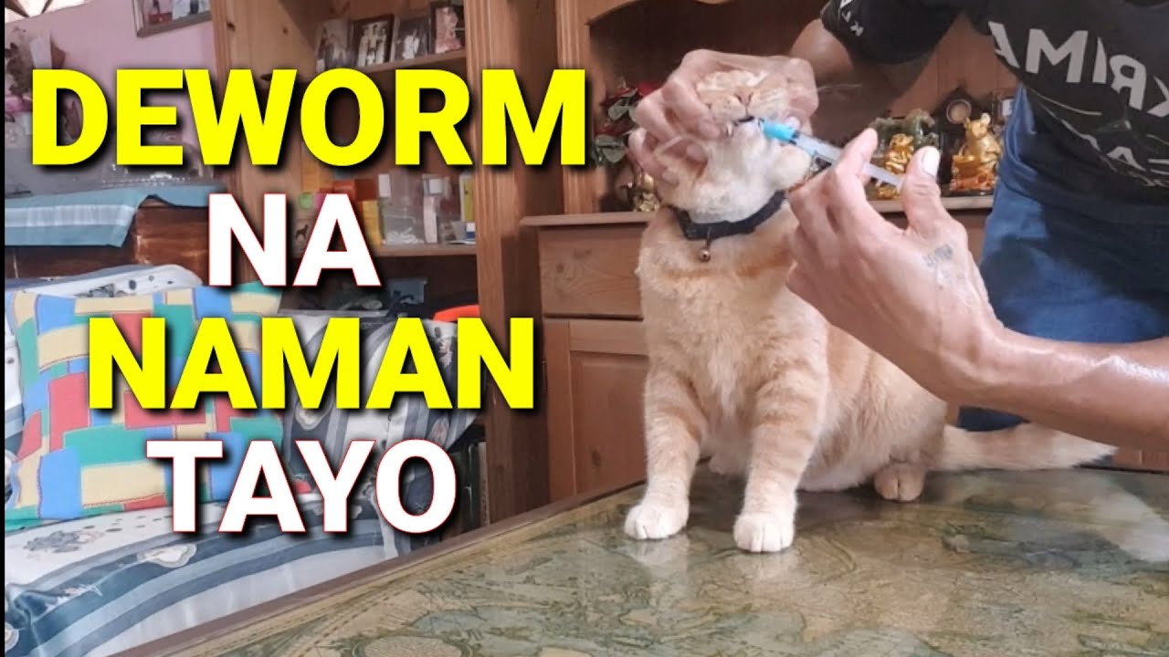 Alamin Kung Ano Ang Ginagamit Ko Na Pampurga Sa Aking Mga Pusa | Paano ...