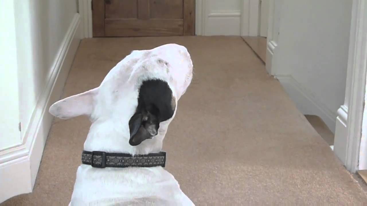Howling English Bull Terrier - YouTube