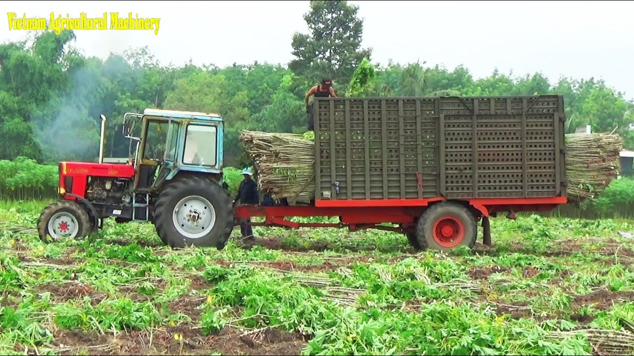 Belarus 925 Tractor Transporting cassava seedling on the countryside ...