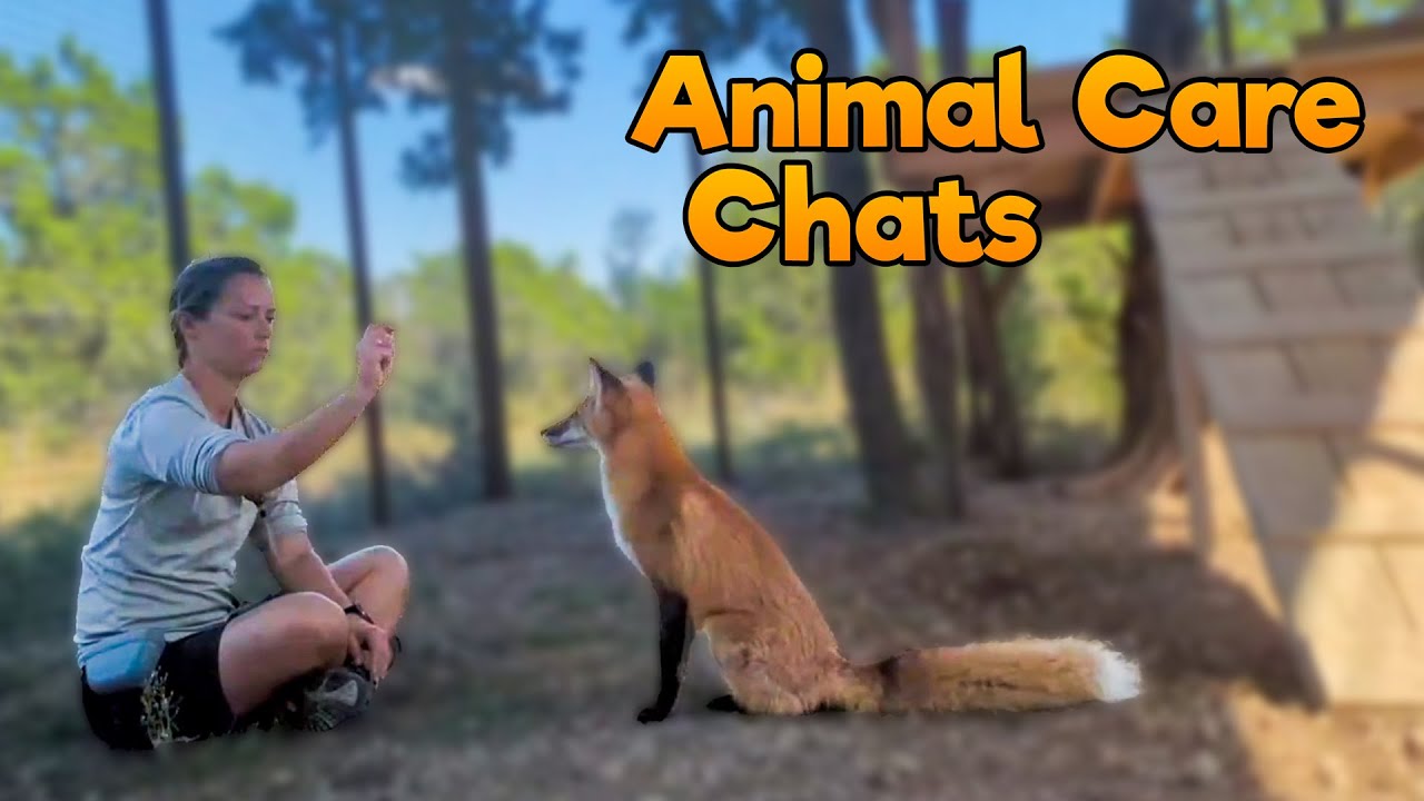 Wolf & Fox Training | Animal Care Chats - YouTube