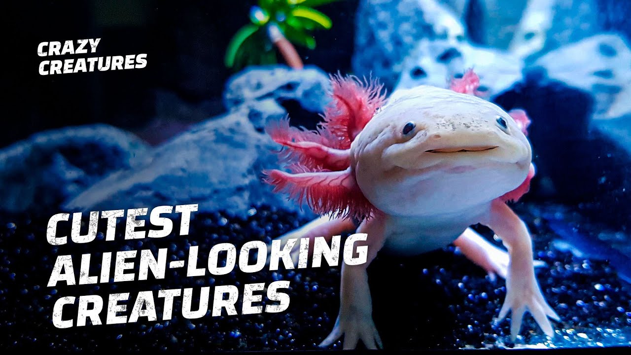 We Need to Save These Adorable, Smiling Axolotls from Extinction - YouTube