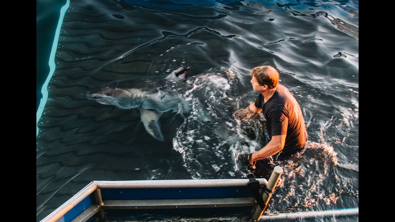 Expedition Nantucket: Cisco the White Shark - YouTube