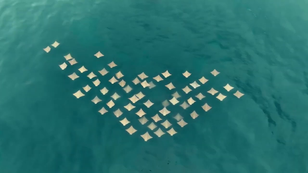 Shark Sneaks Up On School of Stingrays in The Hamptons - YouTube