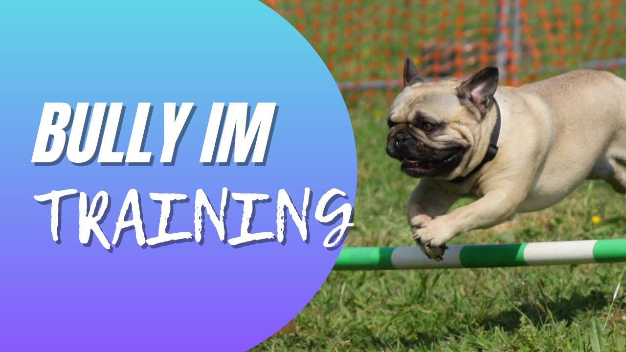 Training Französische Bulldogge Januar 2020 - Hundeerziehung - YouTube