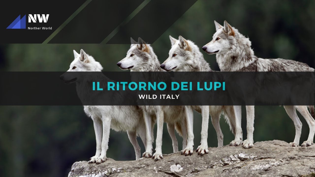 Il Ritorno dei Lupi - Wild Italy - YouTube