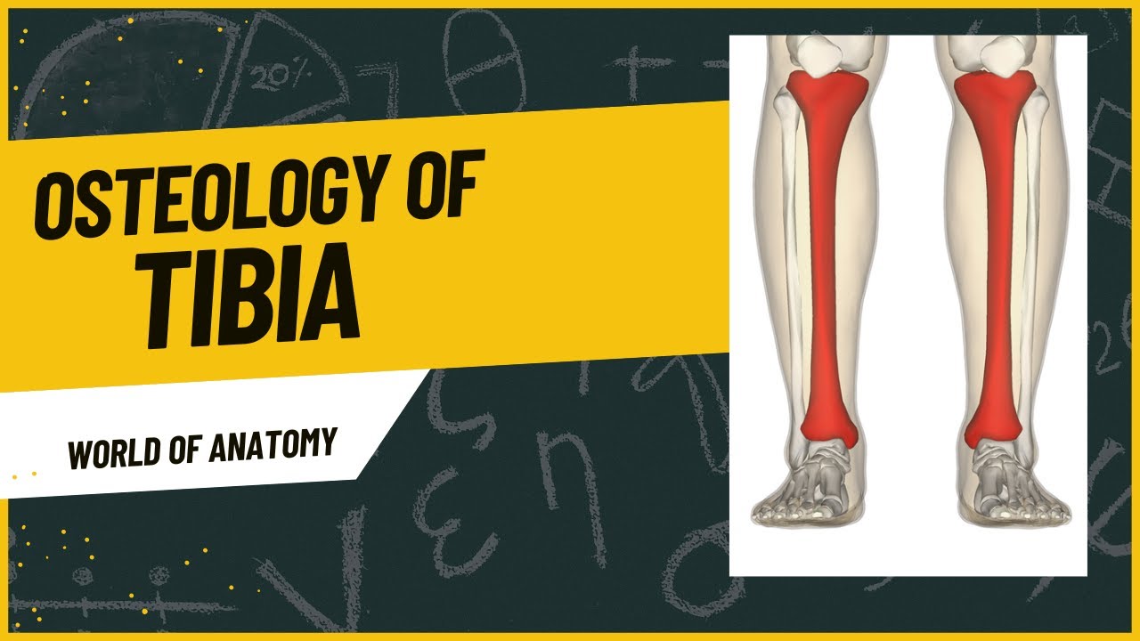 Tibia Bone - Osteology #anatomy#bones #neetpg [World of Anatomy] - YouTube