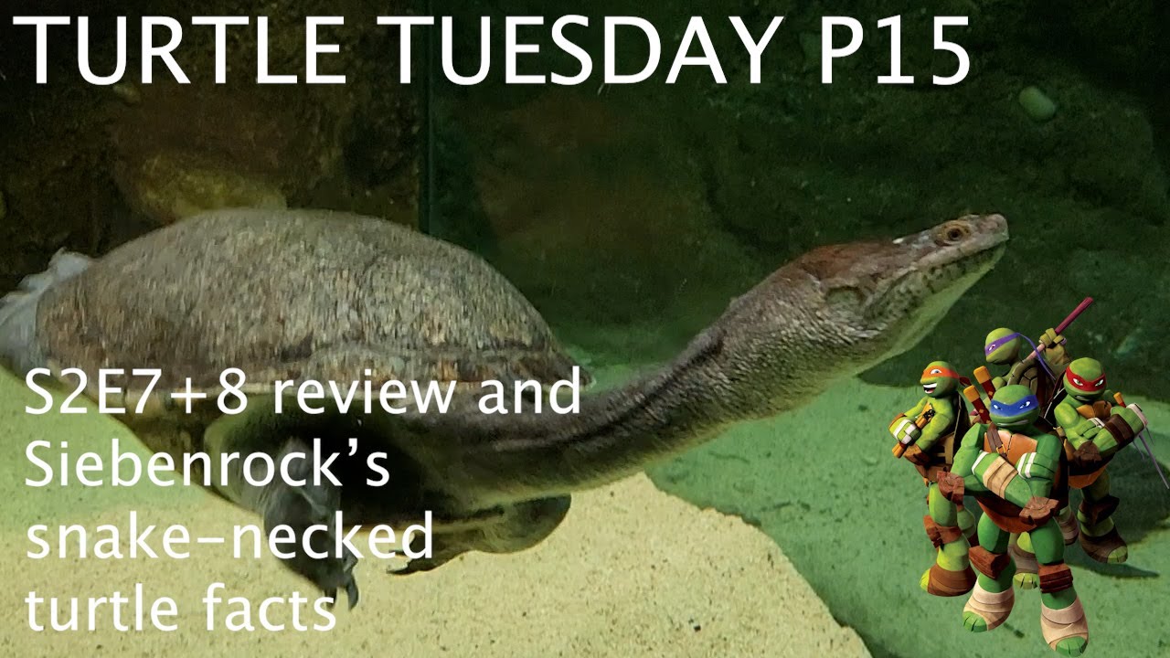 Turtle Tuesday part 15 S2E7+8 review AND Seinbenrock's snake-necked ...