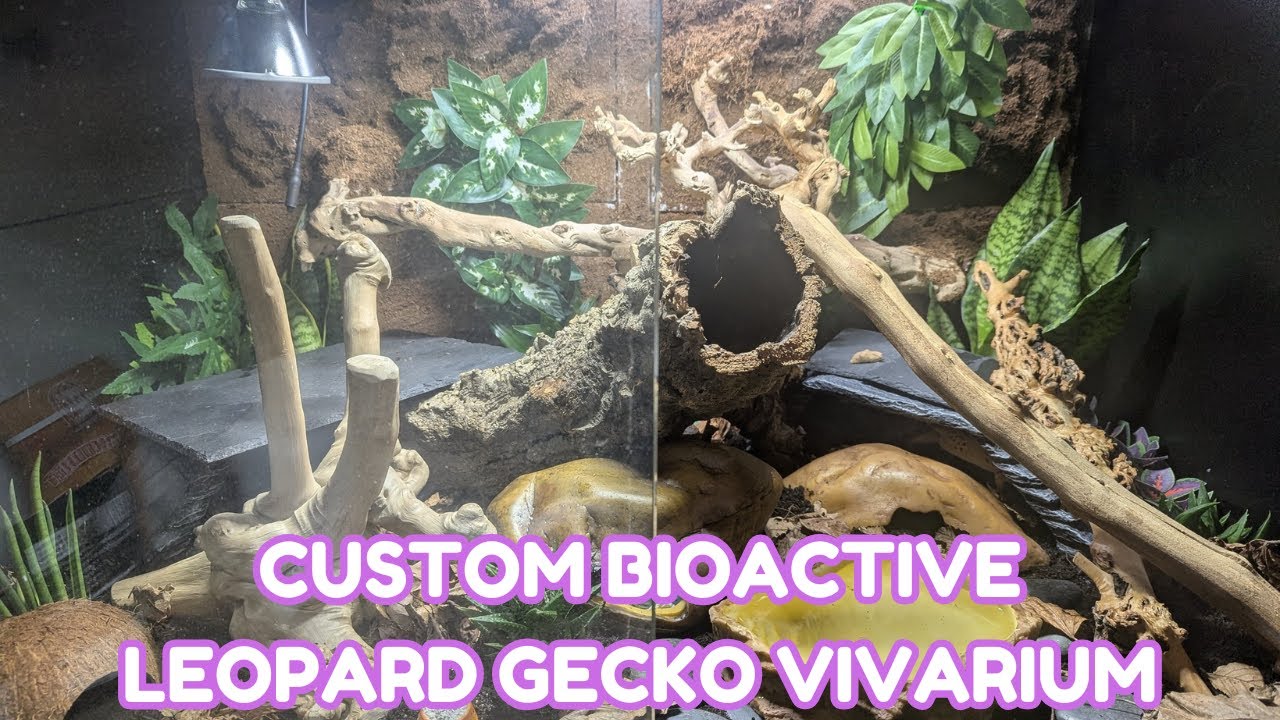 Custom Leopard Gecko Bioactive Vivarium! - YouTube