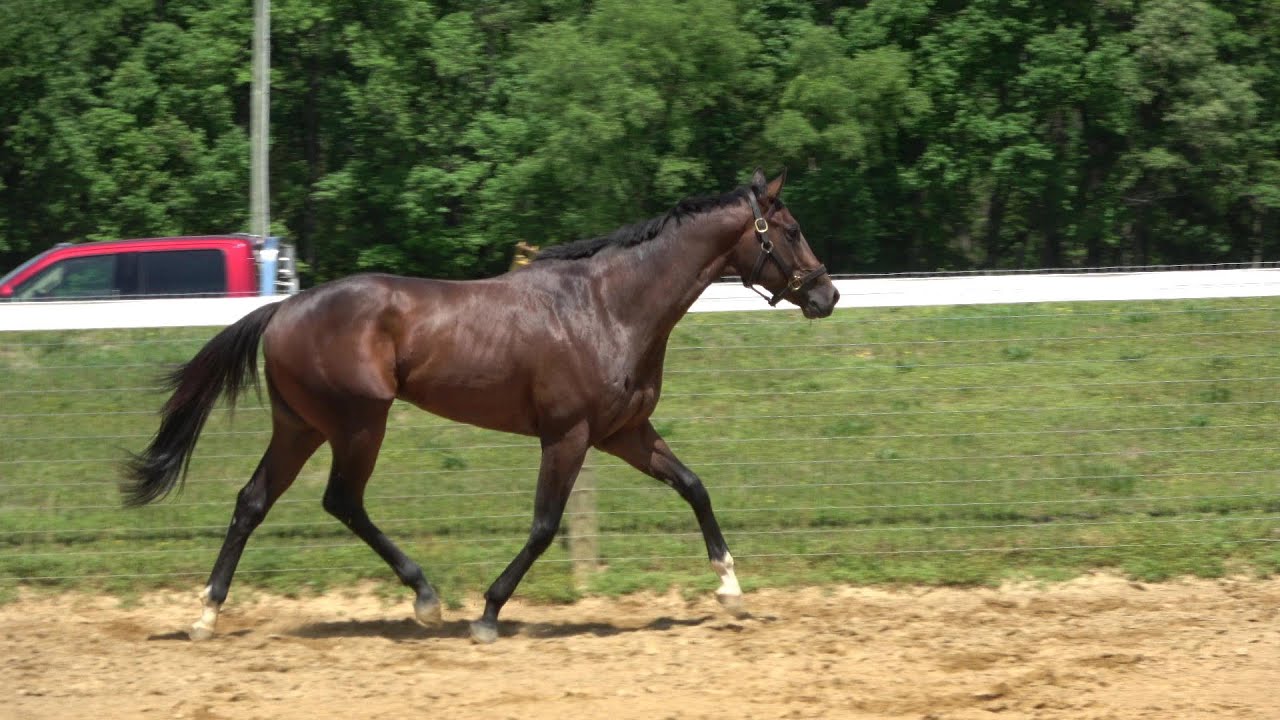 Testatrix 5 6 21 - YouTube