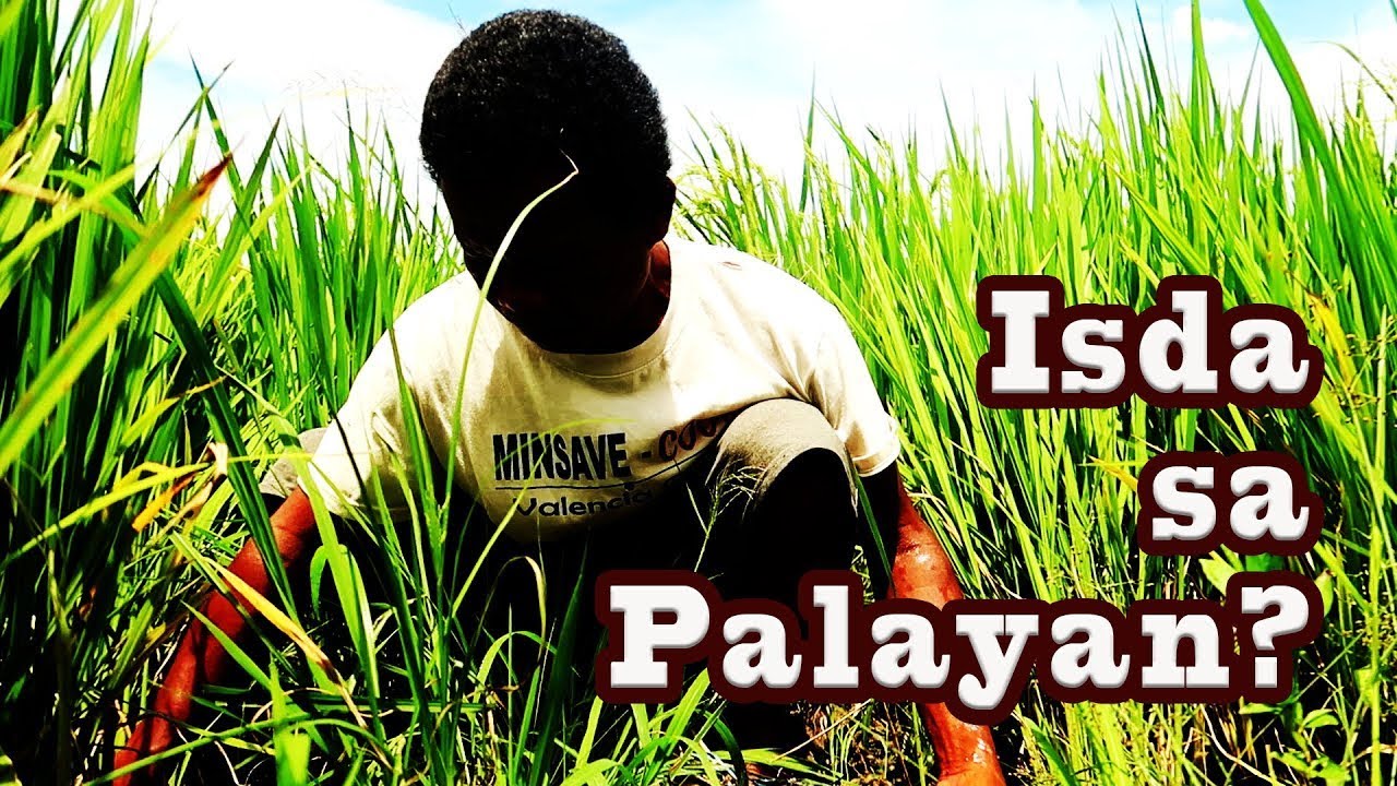 Isda sa Palayan l Paksiw na Puyo - YouTube