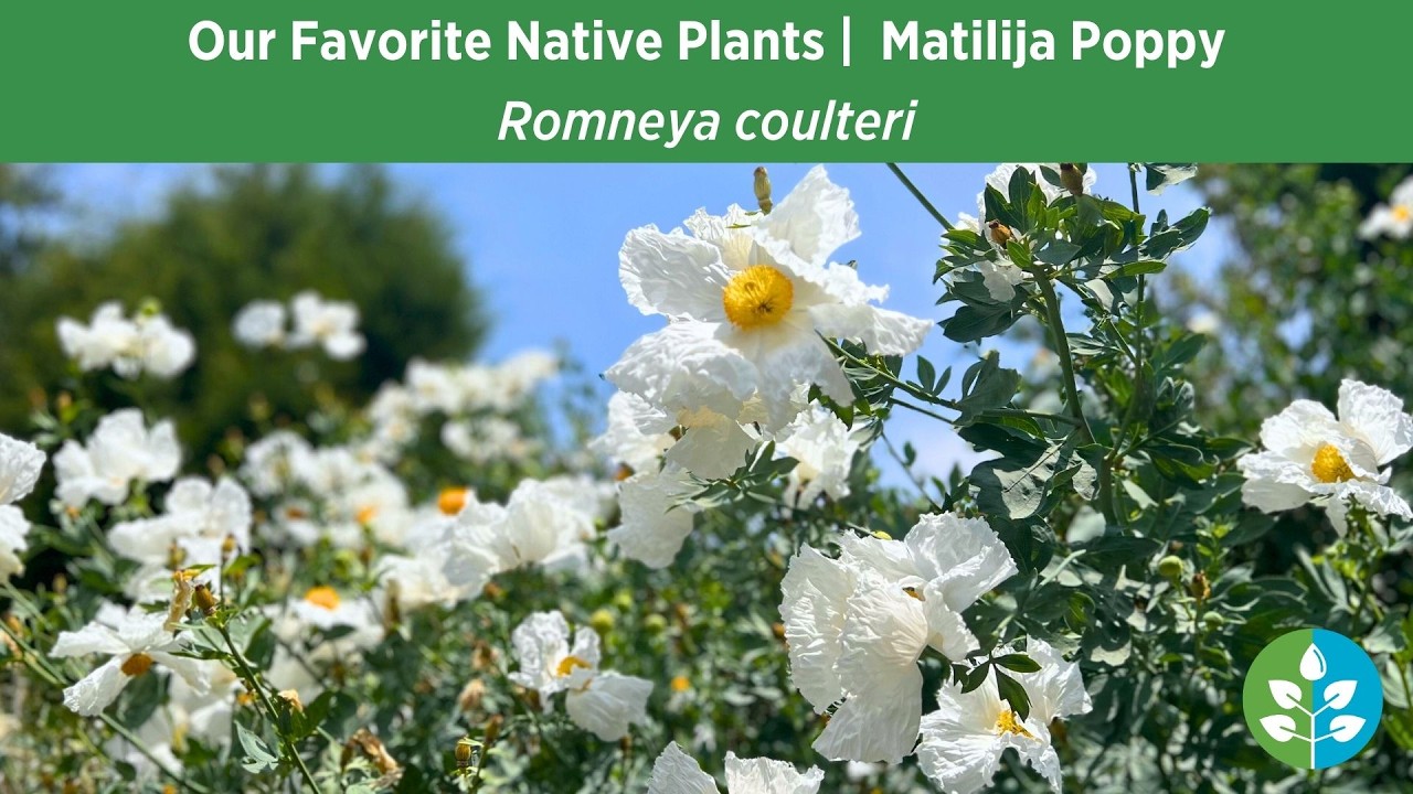 The TRUTH About Matilija Poppy | Our Favorite Native Plants for SoCal ...