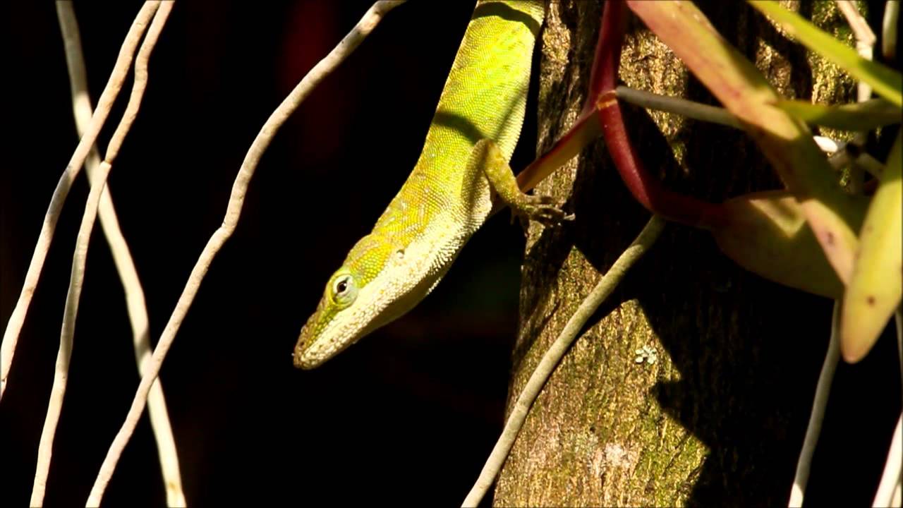 Backyard Reptiles in Hilo - Green Anole and Gold Dust Day Glow Gecko ...