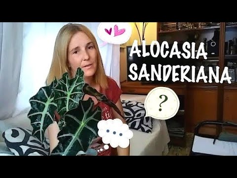 ALOCASIA SANDERIANA, Alocasia amazónica, cara de caballo u oreja de ...