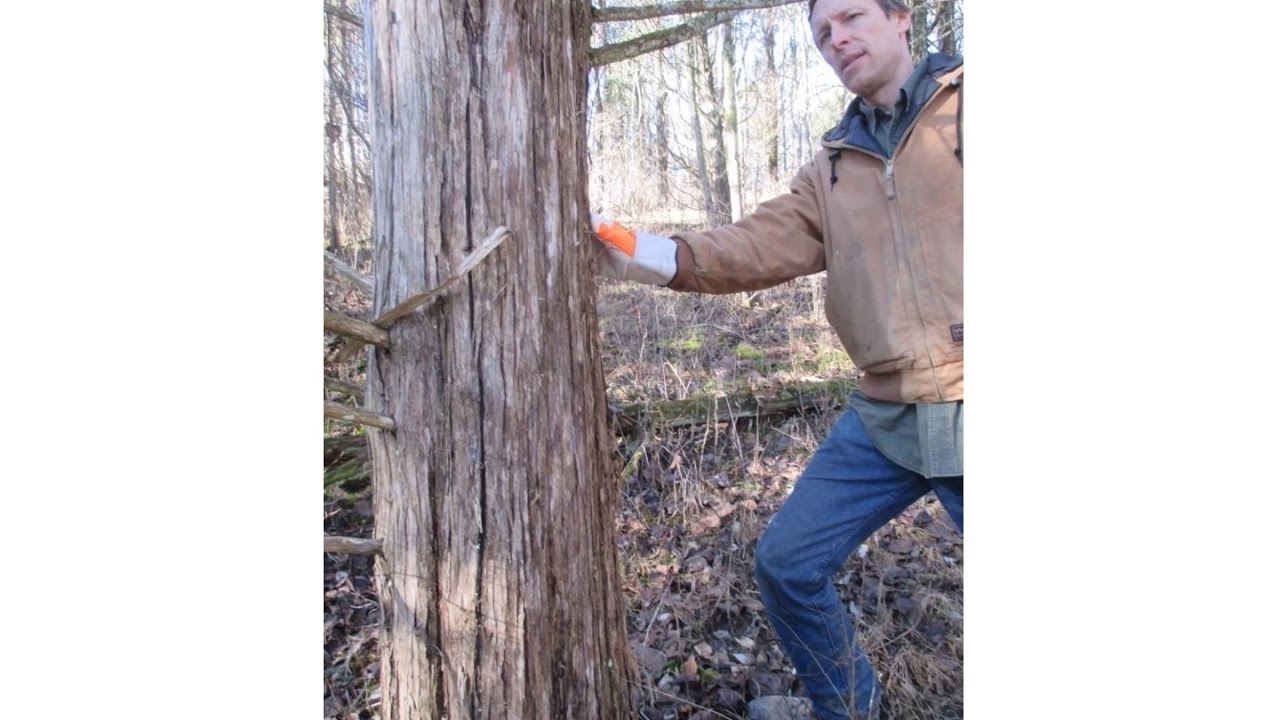 Logging in Kleber Wildlife Management Area - YouTube