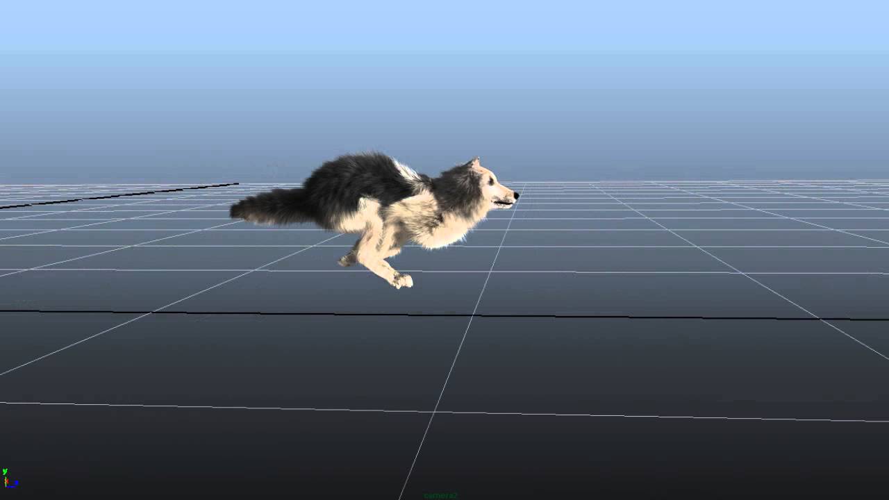 Wolf Run Cycle Animation Youtube