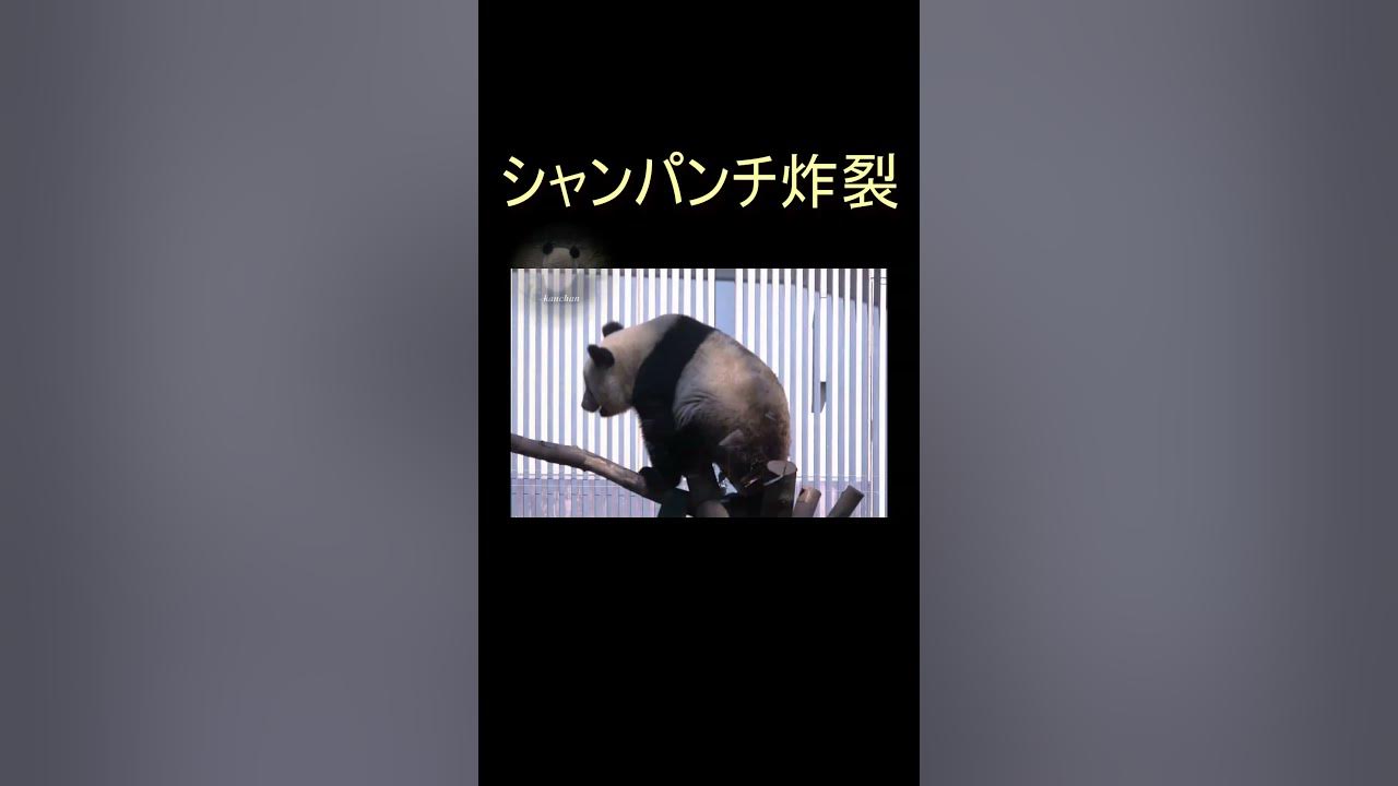 シャンパンチ炸裂【ｼｮｰﾄｼｬﾝ】 Youtube
