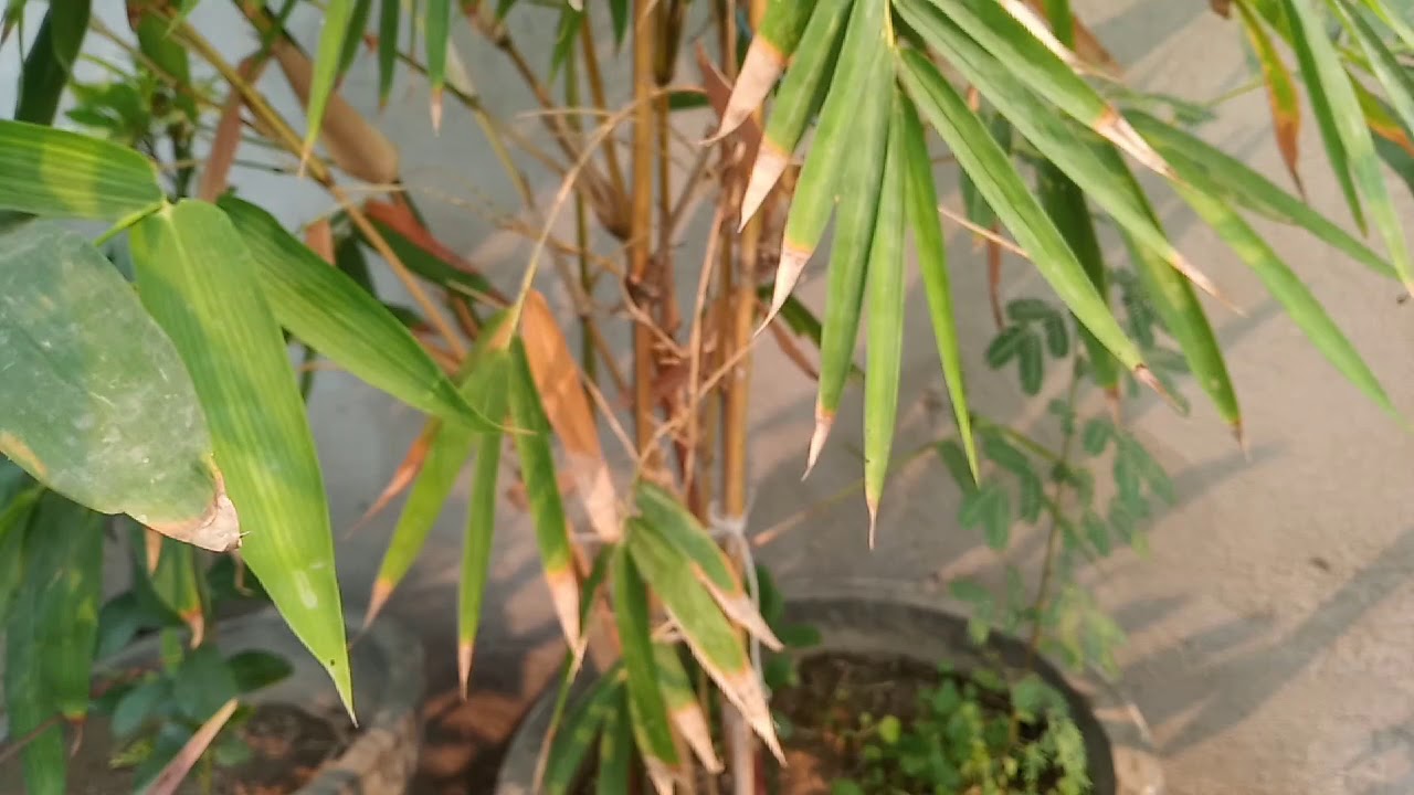Golden Bamboo Plant Care and Easy Tips || Bloom Garden || - YouTube