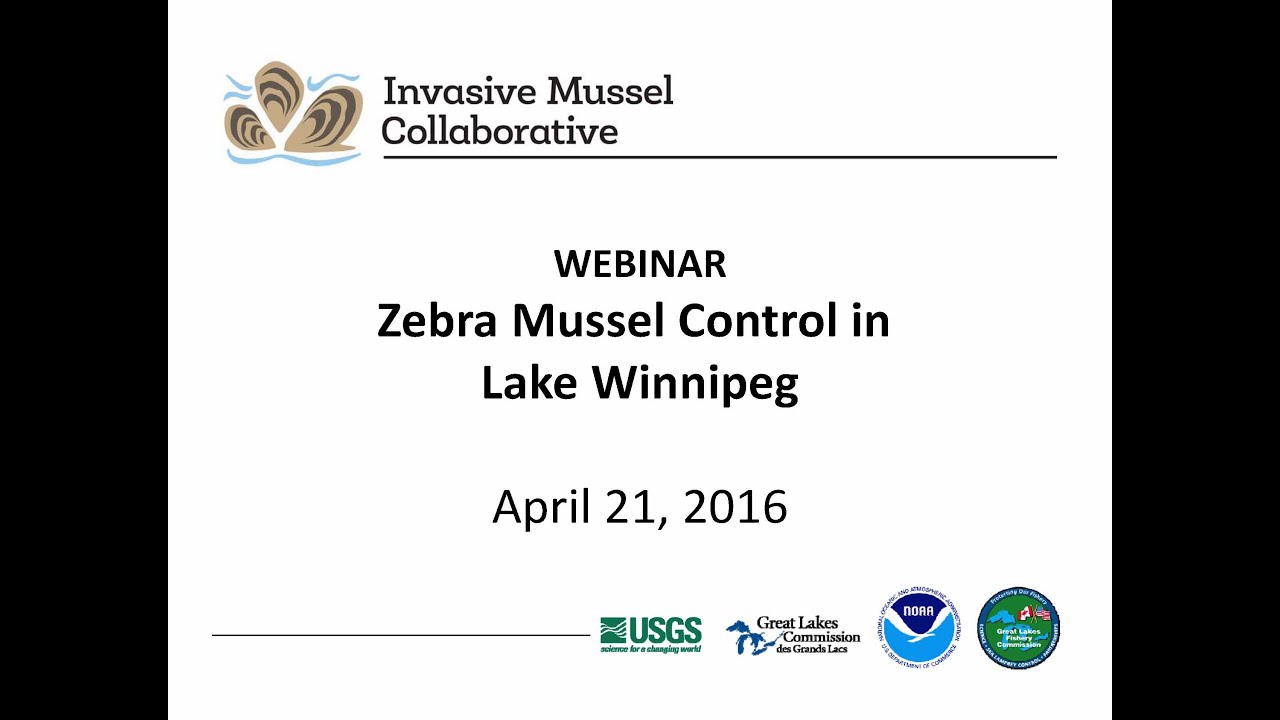 IMC: Zebra Mussel Control in Lake Winnipeg - YouTube