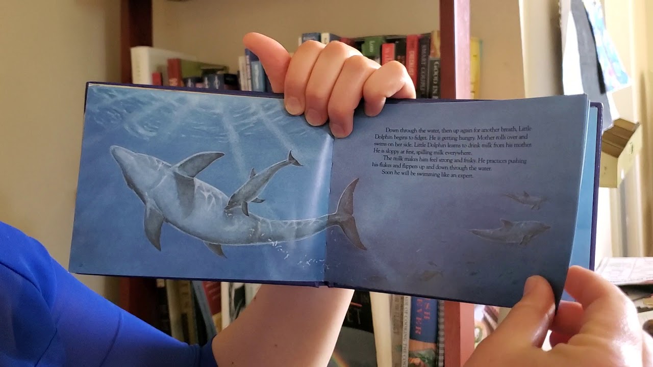 DOLPHINS FIRST DAY -STORY TIME - YouTube