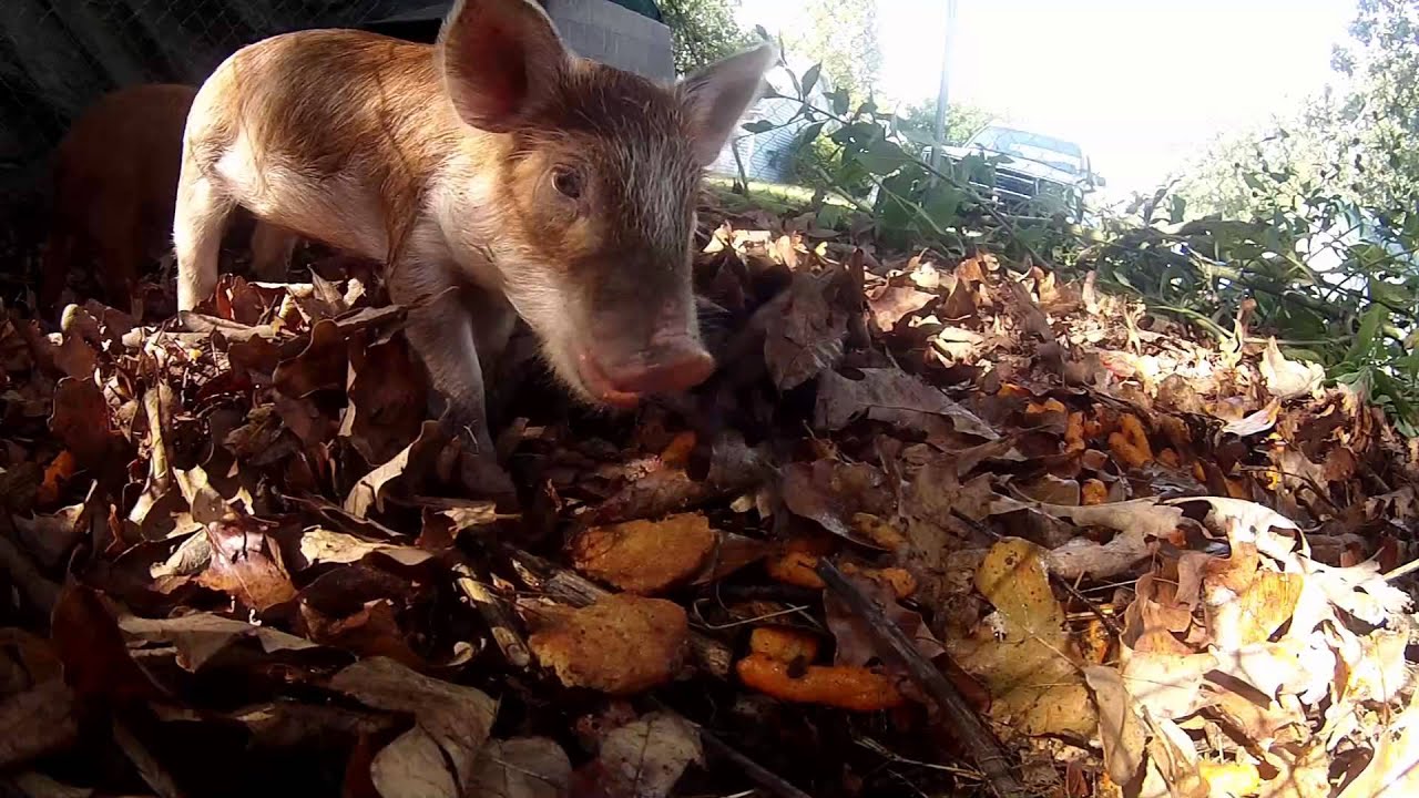 Using Pigs to Transform Fields Into Farmlands - YouTube