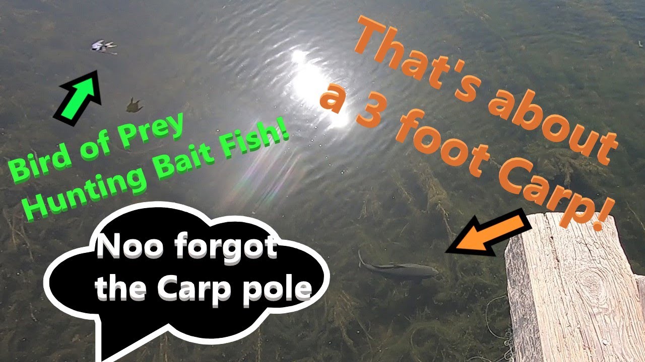 HUGE Carp show up while Bass Fishing & Sunfishing in the California Delta! - YouTube