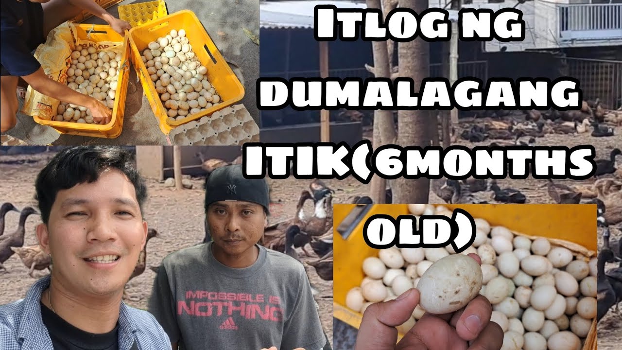 Binili namin Itlog ng dumalagang ITIK(6months old) bagong sampa sa ...