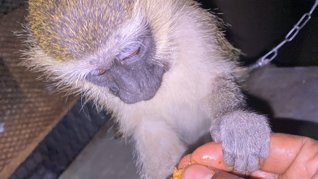 Monkey loves eating Beans cakes - YouTube