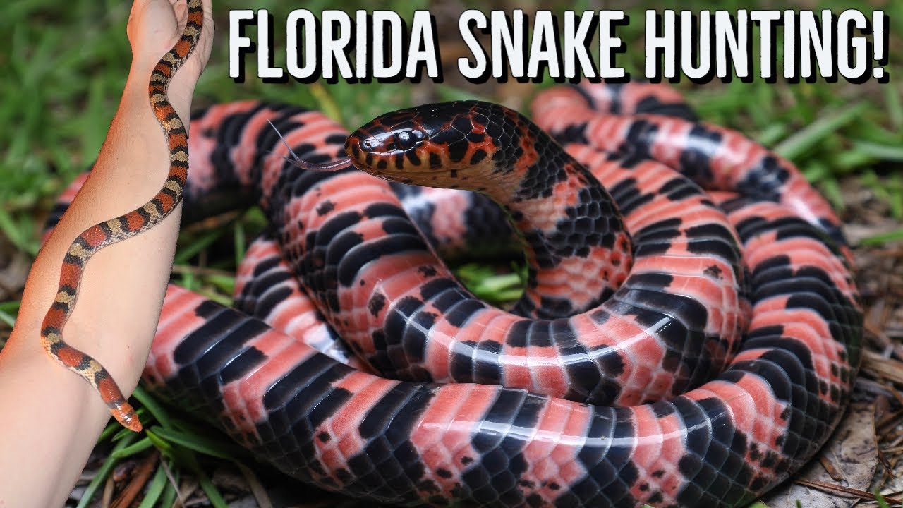 Fantastic Summer Snake Hunting in Florida! Stunning Mud Snake, Coral ...