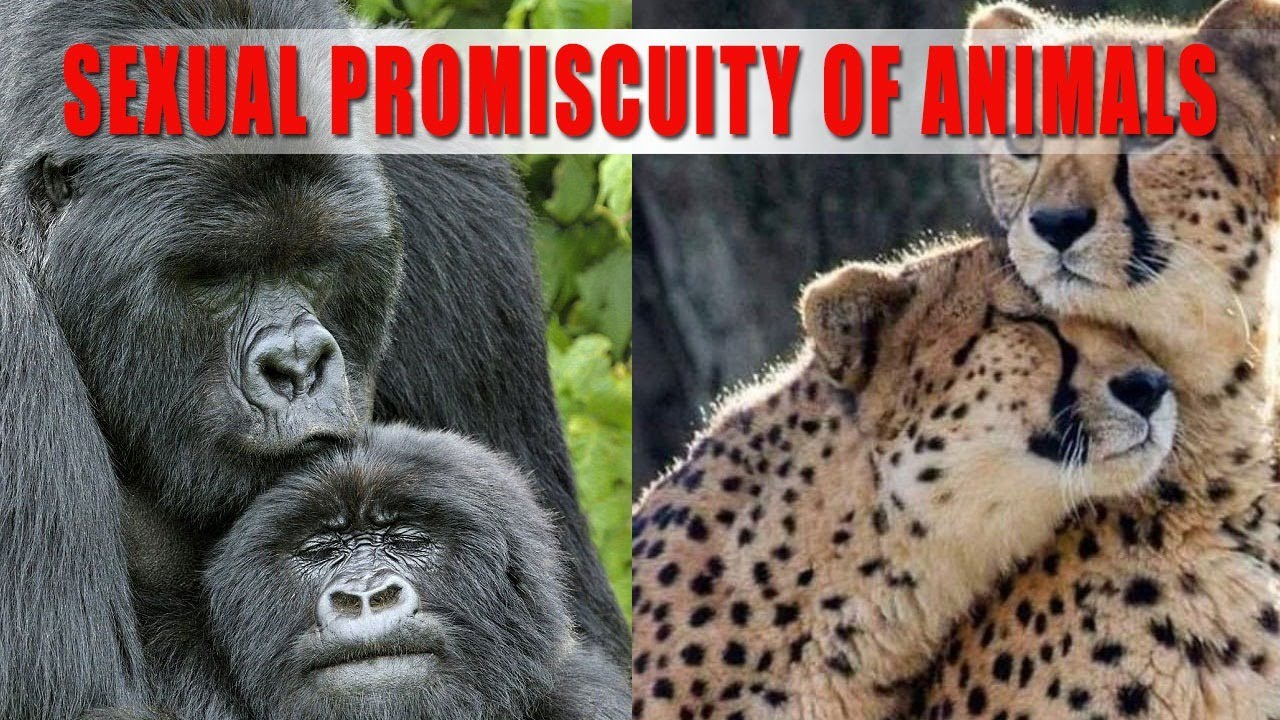 SEXUAL PROMISCUITY OF ANIMALS | ANIMALS AND SEX | GREAT MIGRATION ...