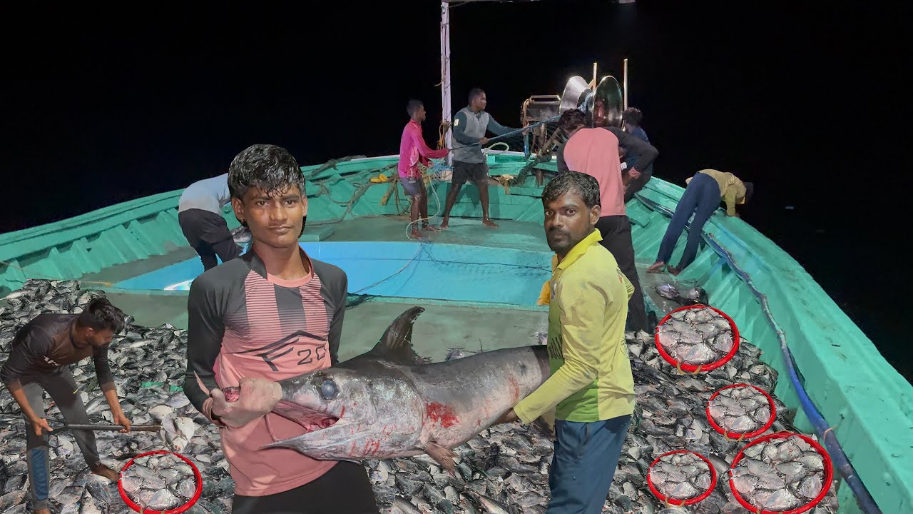 ‼️🐬 Day 3: Net Overflowing with Fish – Massive Catch! - YouTube