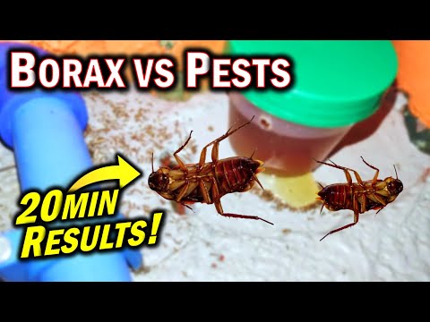Does Borax Really Kill Ants, Roaches & Termites? DIY Pest Test Revealed (Part 1 of 2)