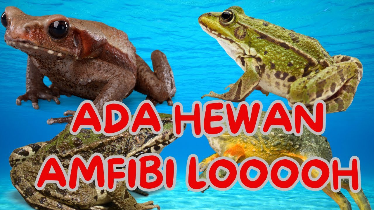 Dunia hewan liar dan peliharaan amfibi katak kodok katak sawah katak ...