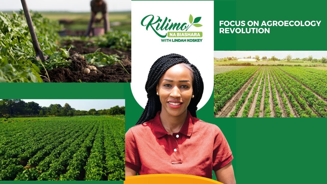 Focus On Agroecology Revolution In Kenya | Kilimo na Biashara - YouTube