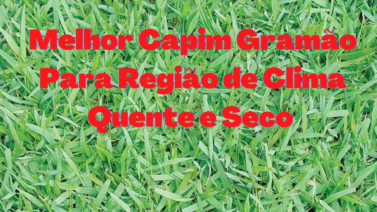 Capim Resistente A Seca - RETOEDU