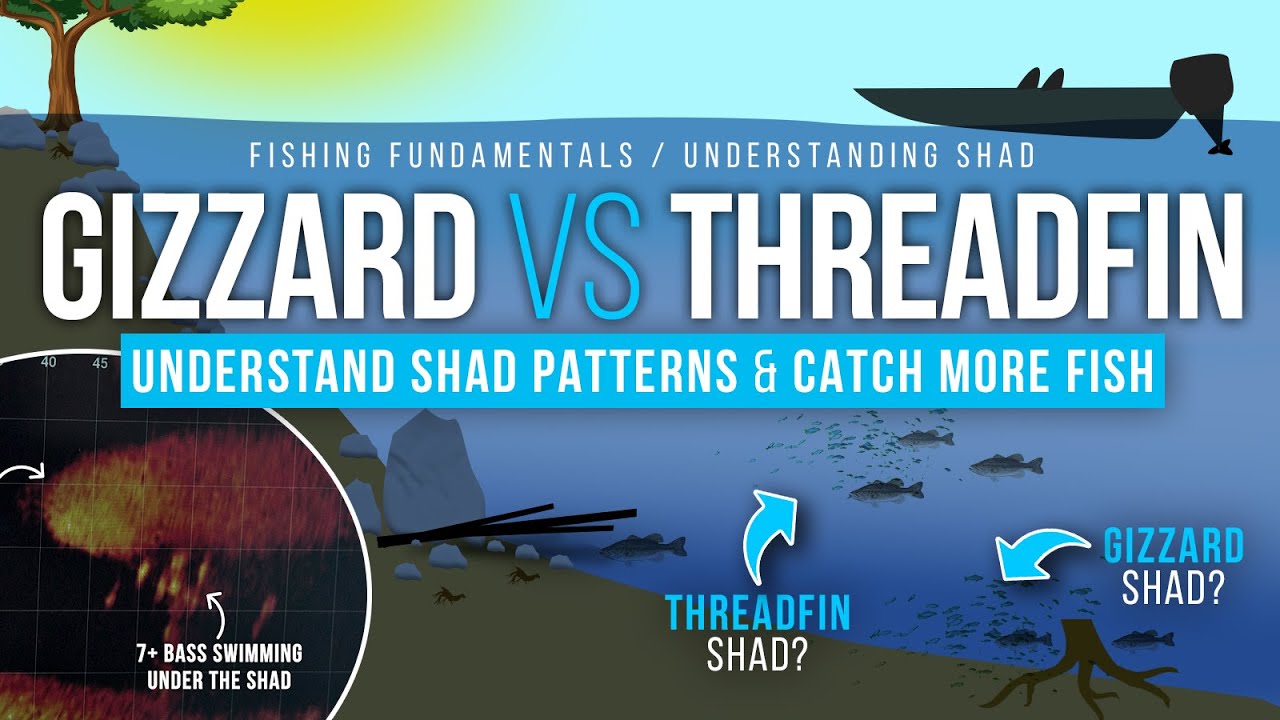 Understanding GIZZARD & THREADFIN Shad Behavior 🤔🐟 (How to Identify ...