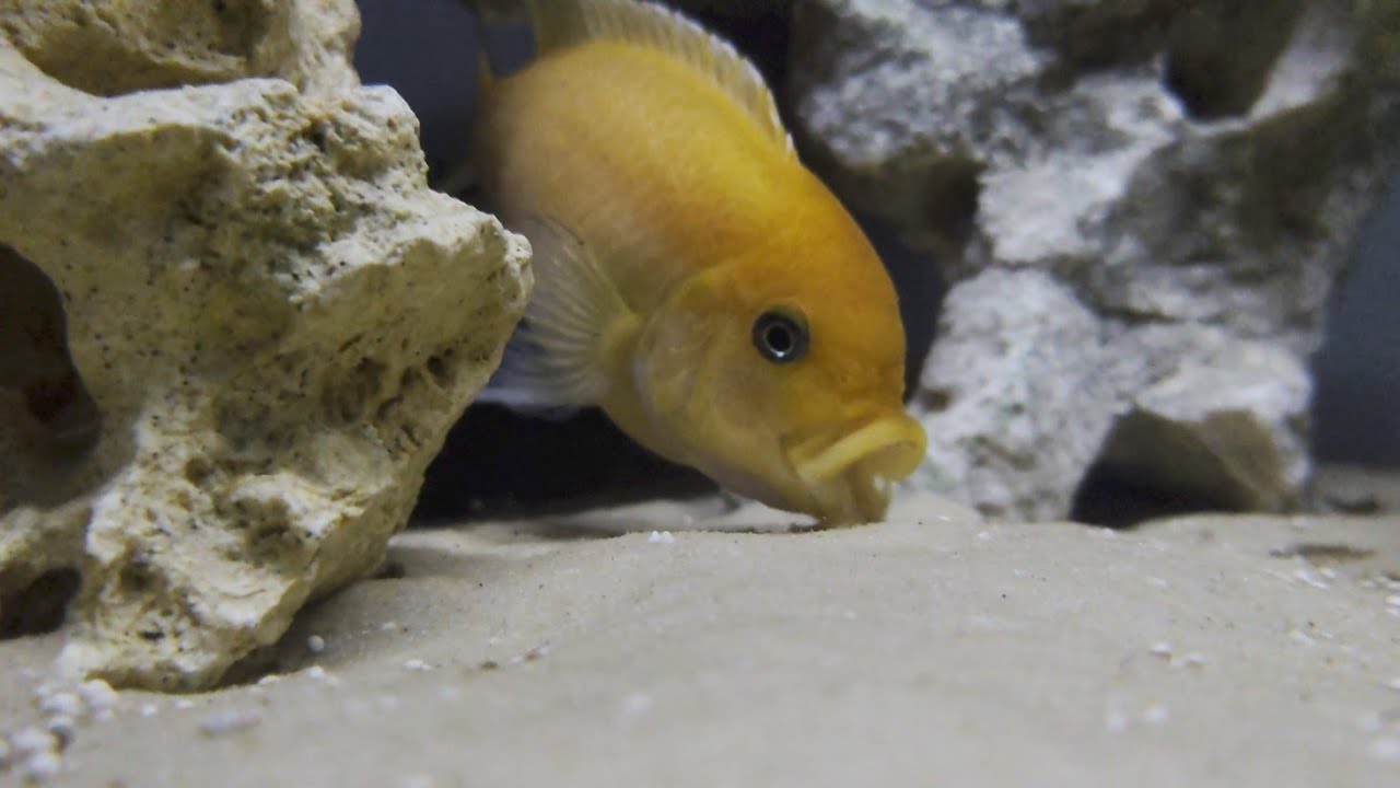 Adult Red Zebra Malawi Mbuna Cichlid 4K HDR - YouTube