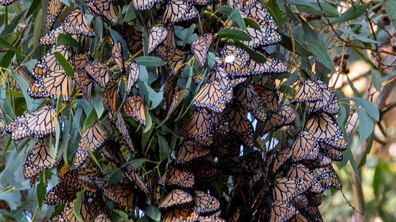 Monarch Butterfly Trail, Santa Cruz California - YouTube