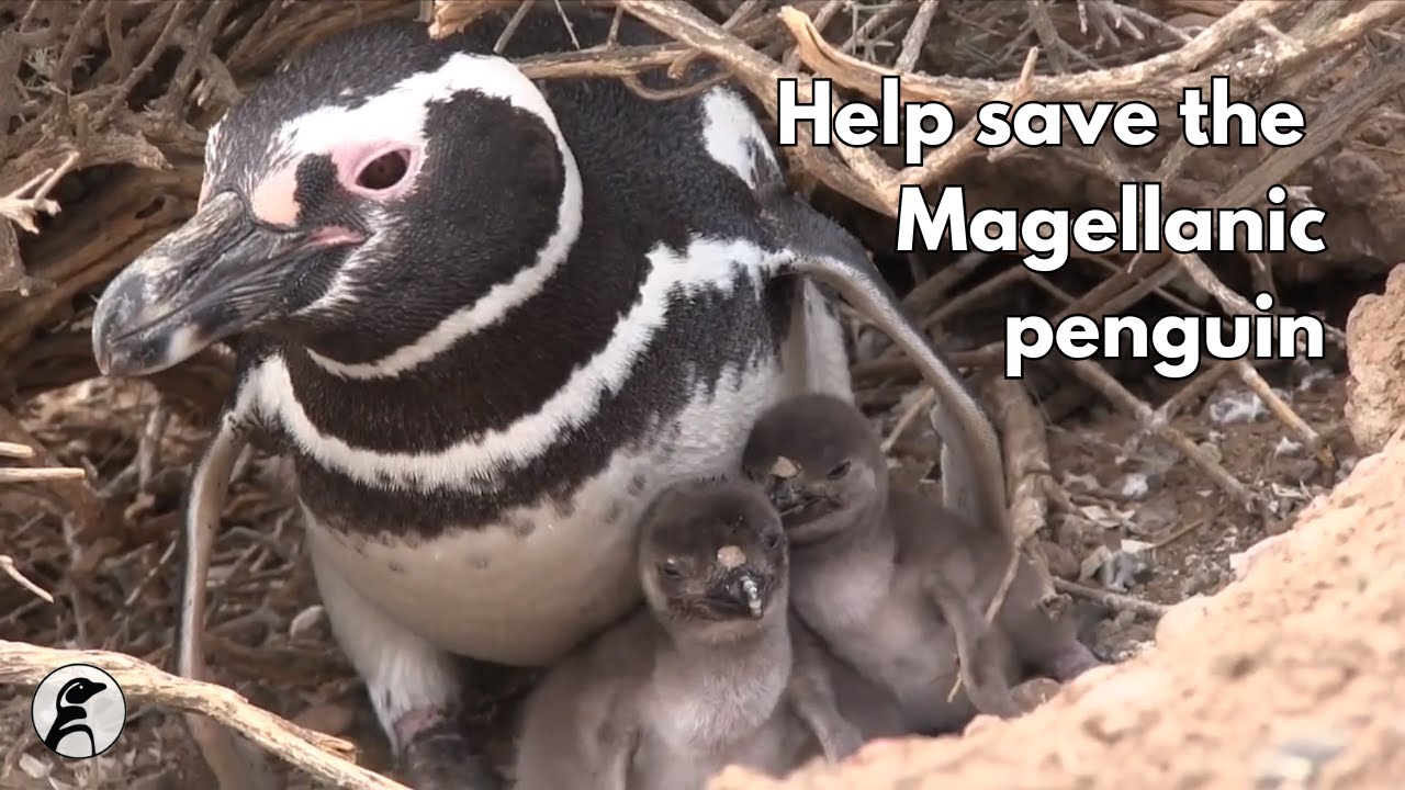 Penguin Conservation at Punta Tombo - YouTube