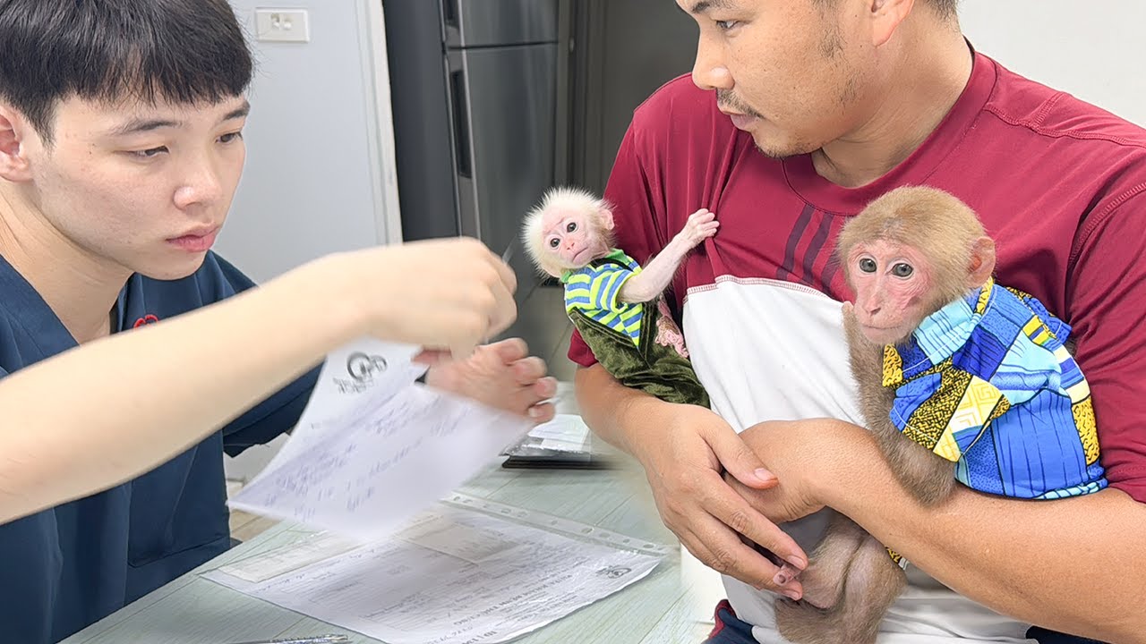 Bibi and the baby monkey are preparing to go to the hospital! - YouTube