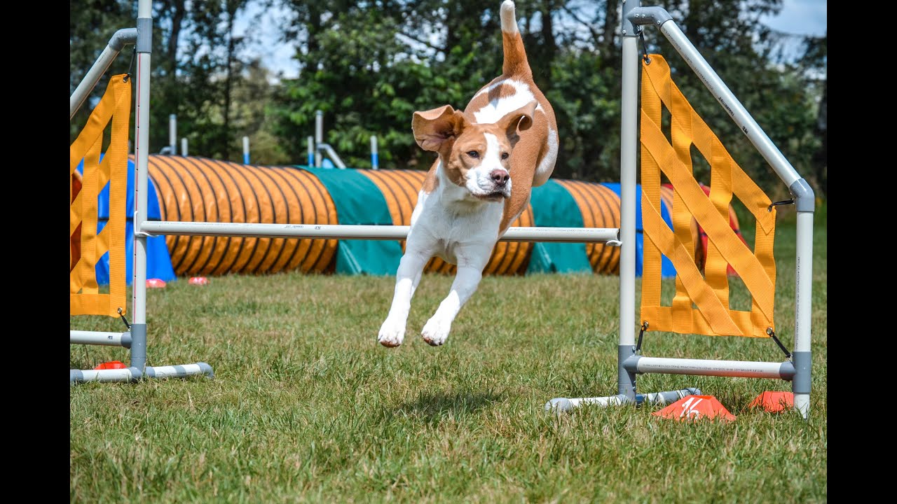 Beagle Sofi - tricks and frisbee video - YouTube