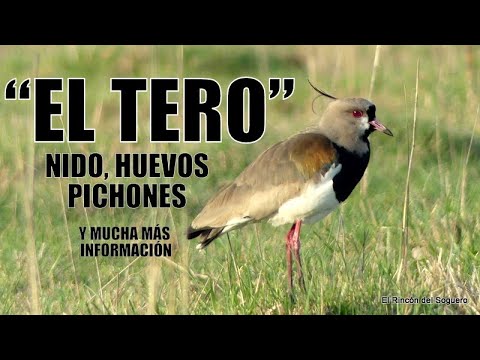 El Maravilloso Entorno De Los Teros | Loros Y Guacamayos