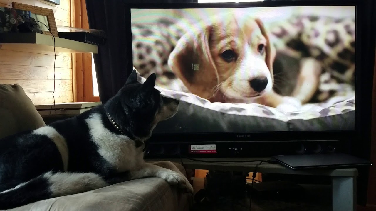 Sad dog diary - YouTube