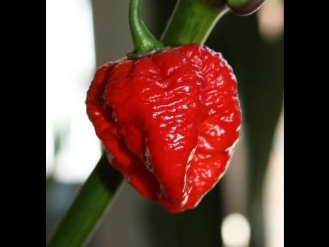 Infinity peper - YouTube