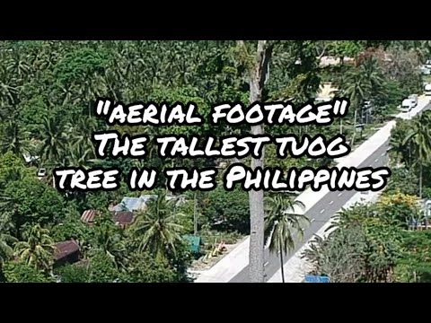Aerial footage: THE TALLEST TUOG TREE IN THE PHILIPPINES. 3-25-2019 ...