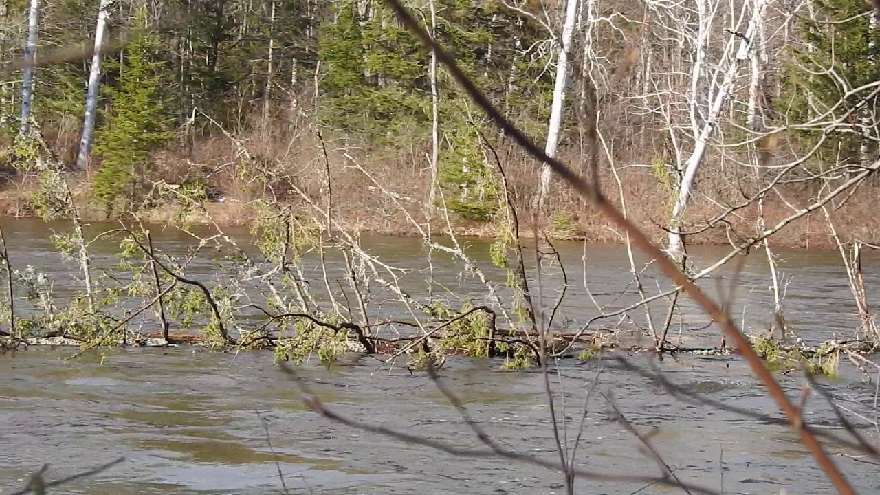 Floating Tree - YouTube