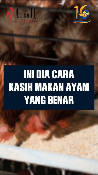 JANGAN SAMPAI SALAH! INI CARA KASIH PAKAN AYAM YANG BENAR - YouTube
